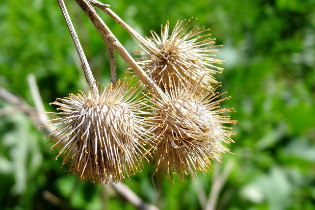 10 Plants You Can Eat to Survive in the Wild