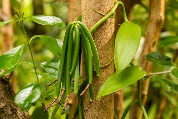 8 Surprising Things You Didn’t Know About Vanilla