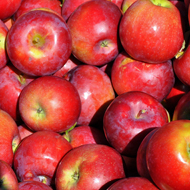 The Ultimate Guide to Apples