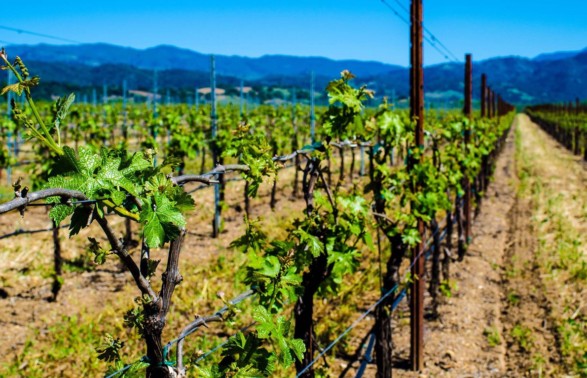 101 Best Wineries in America for 2015
