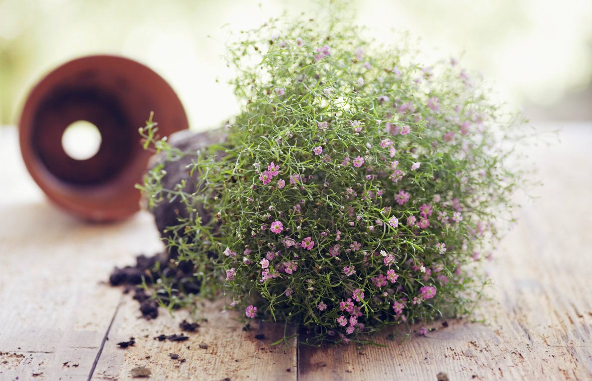 Make Summer Last: Here's How to Grow Summer Vegetables Perfectly Indoors